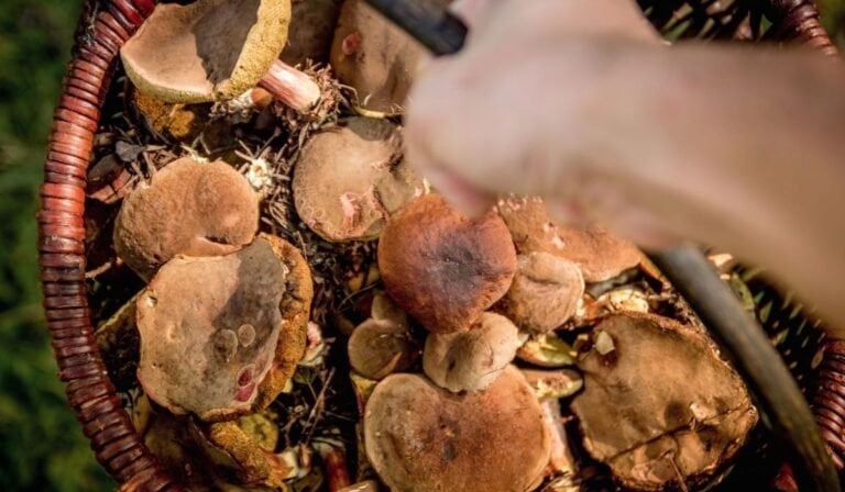 5 "borghi dei funghi" più belli da visitare nel Sud Italia